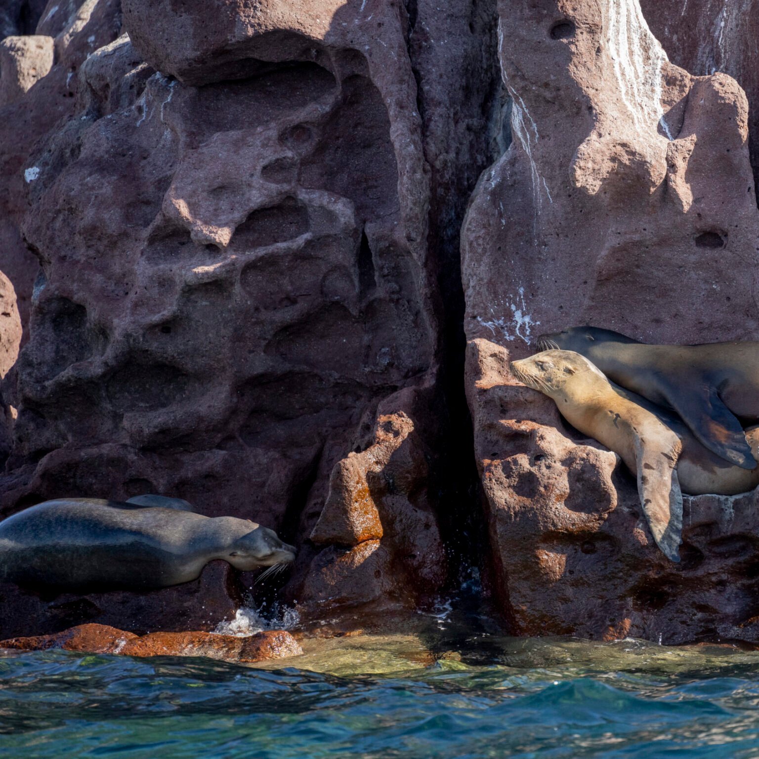 Animales de Baja California Sur | Descubre una fauna única